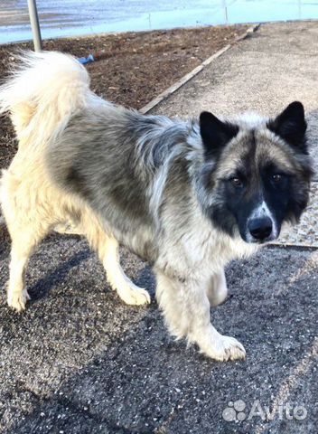 Собака-чудо пёс