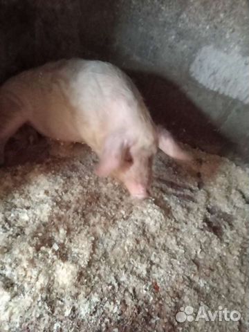 Свиньи Боров Хряк