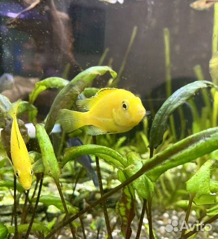 Аквариумные рыбки цихлиды