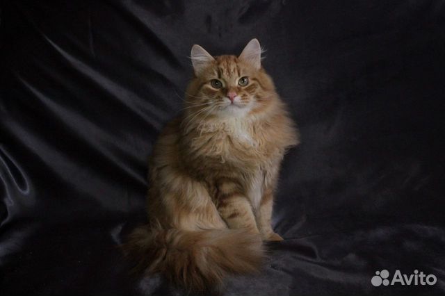 Сибирский котик