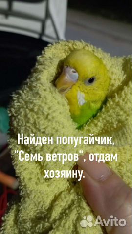 Найден волнистый попугай