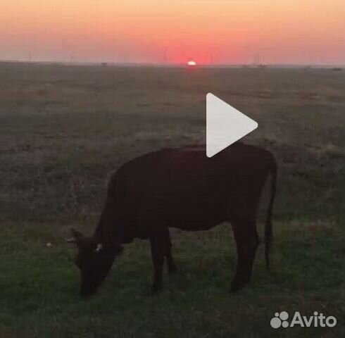 Коровы дойные молочные