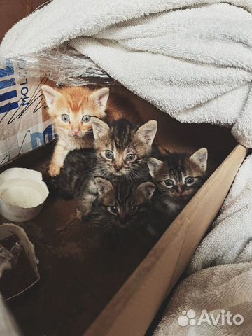 Котята в добрые руки бесплатно