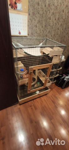 Шиншилла отдам