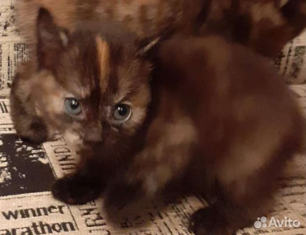 Кошечка, приносящая удачу