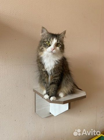 Кошка Фанта