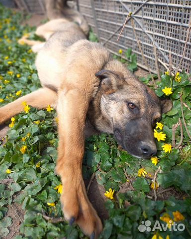 Собаке грозит смерть