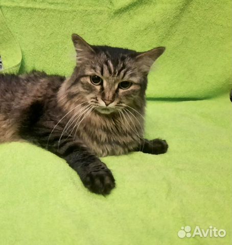 Сибирский котик в добрые руки