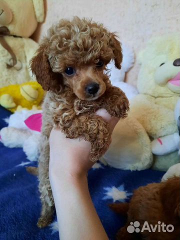 Той-девочка