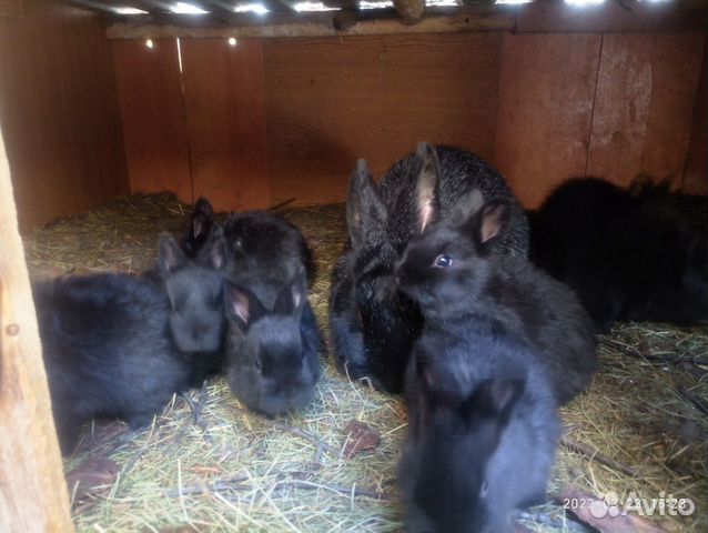 Кролики (Полтавское серебро) молодняк продам