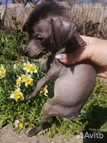 Отдам в добрые руки щенков