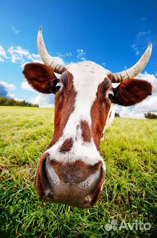 Тёлка 2 года