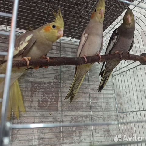 Попугай корелла птенец