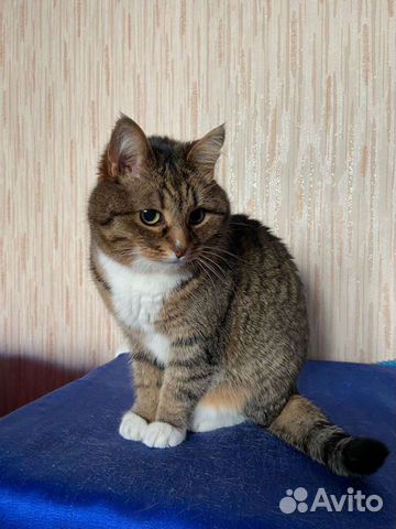 Кошечка страдает от побоев хозяина-алкоголика