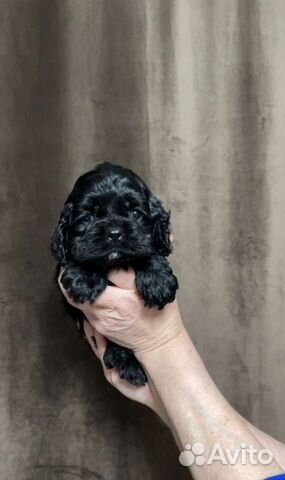 Американский Кокер Спаниель