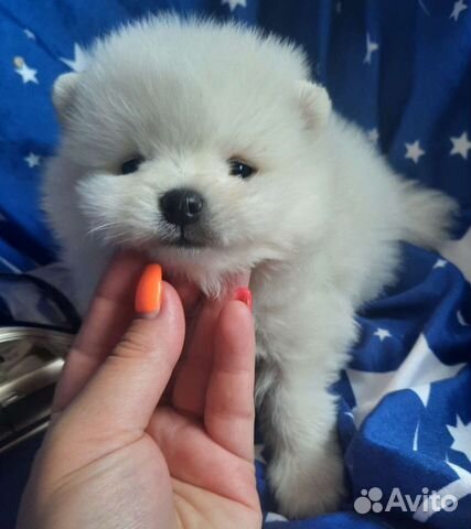 Белый померанский шпиц.Чудесные детки