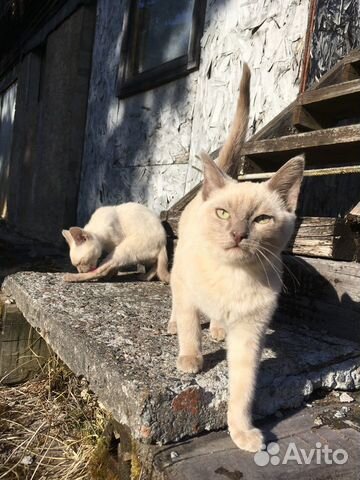 Котятки ребятки