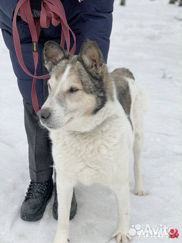 Собаки бесплатно