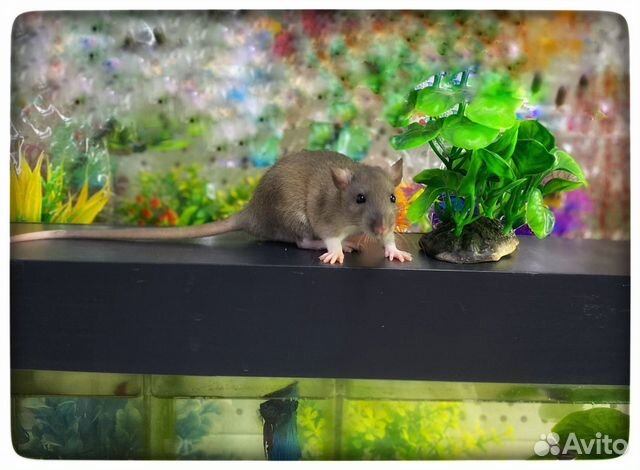 Декоративные крысята