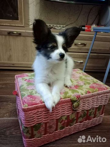 Щенки папийона