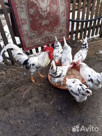 Куры