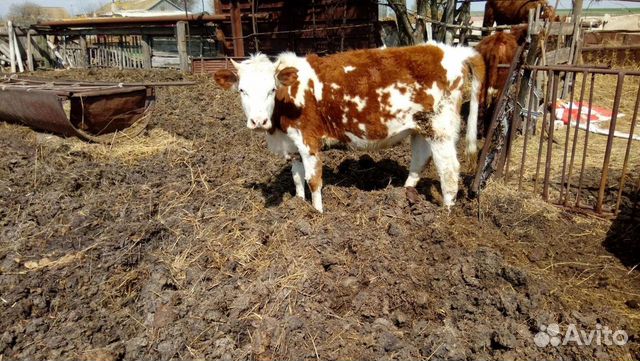 Телки бычки