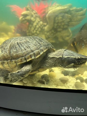 Мускусная черепаха, зовут Прохор )
