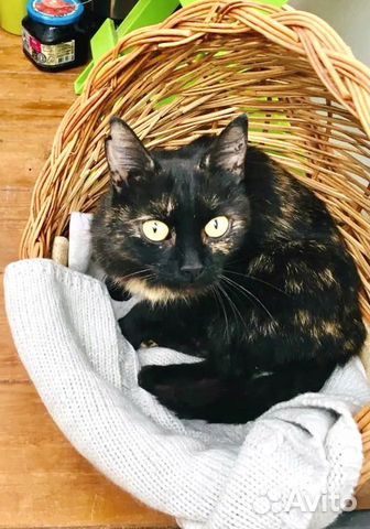 Ласковая спокойная Кошечка не хочет опять на улицу