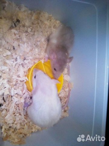 Мышки Дамбо