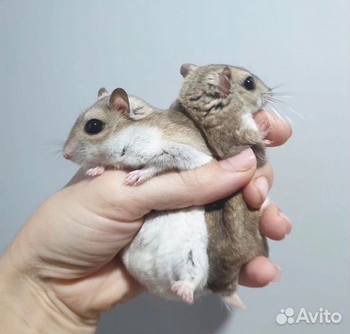 Хомяк монгольский