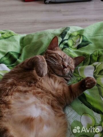 Рыжая кошка в добрые руки