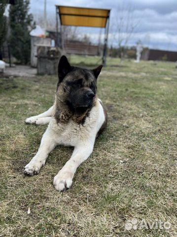 Щенки американской акиты