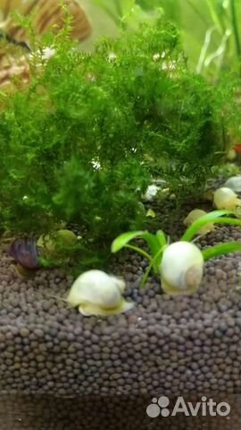 Улитка ампулярия жемчужная