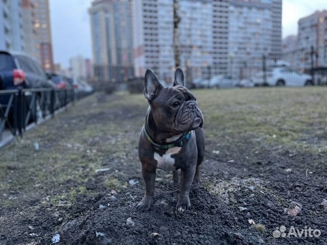 Отдам на вязку