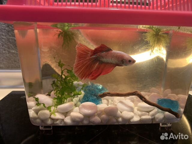 Аквариумные рыбки петушок