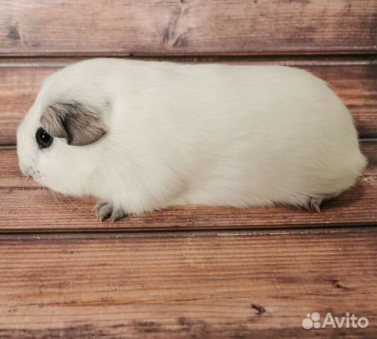 Морская свинка Панда, мальчик