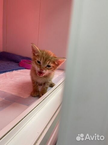 Рыжий котенок в добрые руки