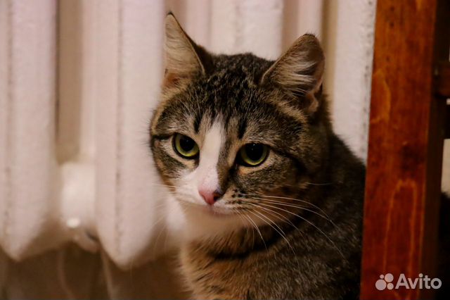 Кошечка Николь