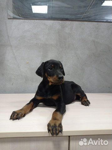 Добер детки