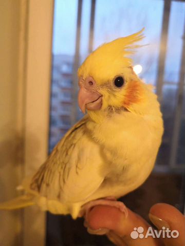 Птенчик корелла