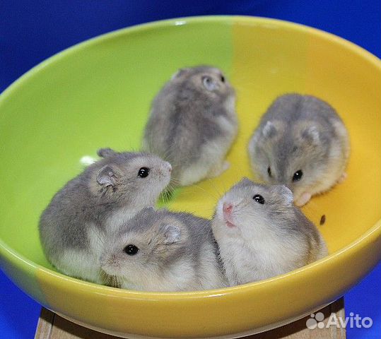 Джунгарские хомячата