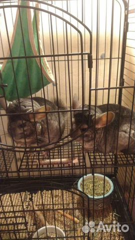 Шиншилла грызун