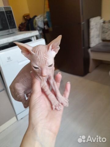Донской сфинкс котята