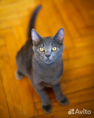 Кот Ричи ищет дом