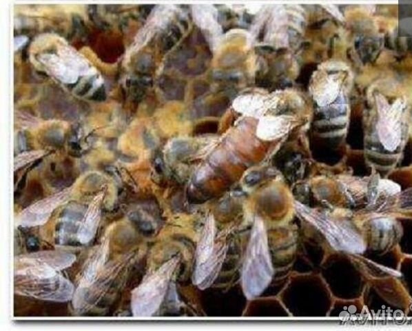 Пчелопакеты карника бакфаст