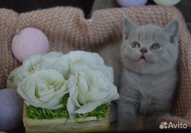 Продам британских котят