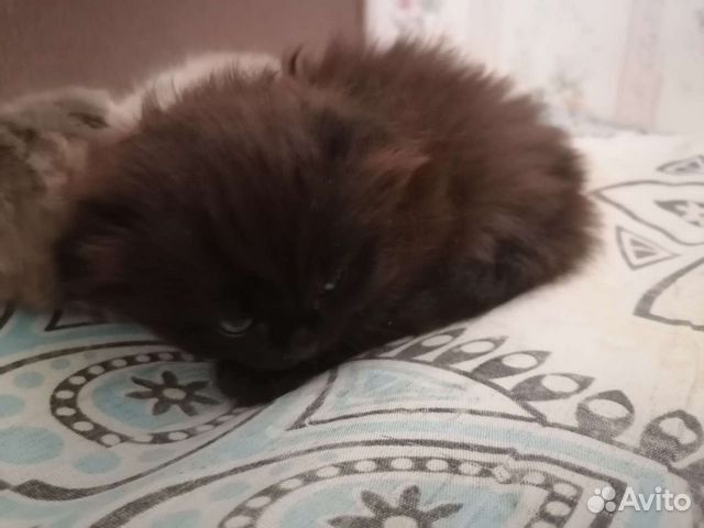 Котенок вислоухий