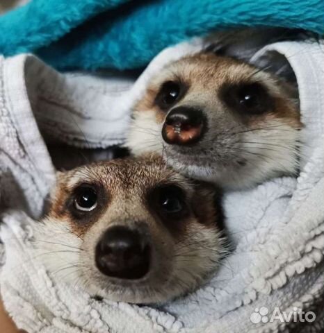 Сурикаты малыши