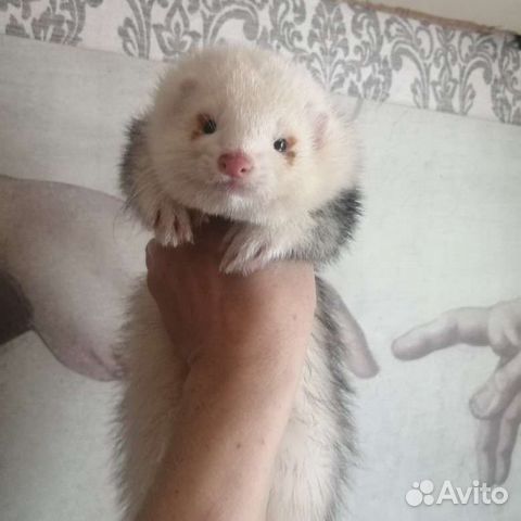 Вязка хорька