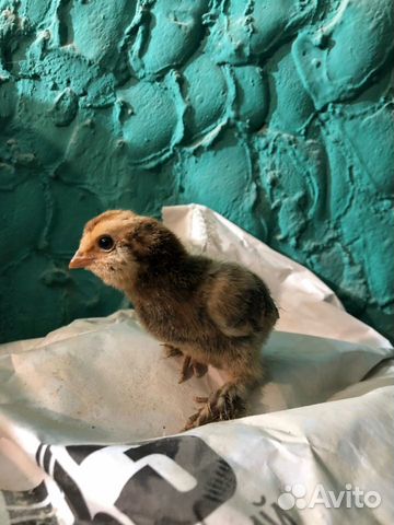 Цыплята павловской золотистой